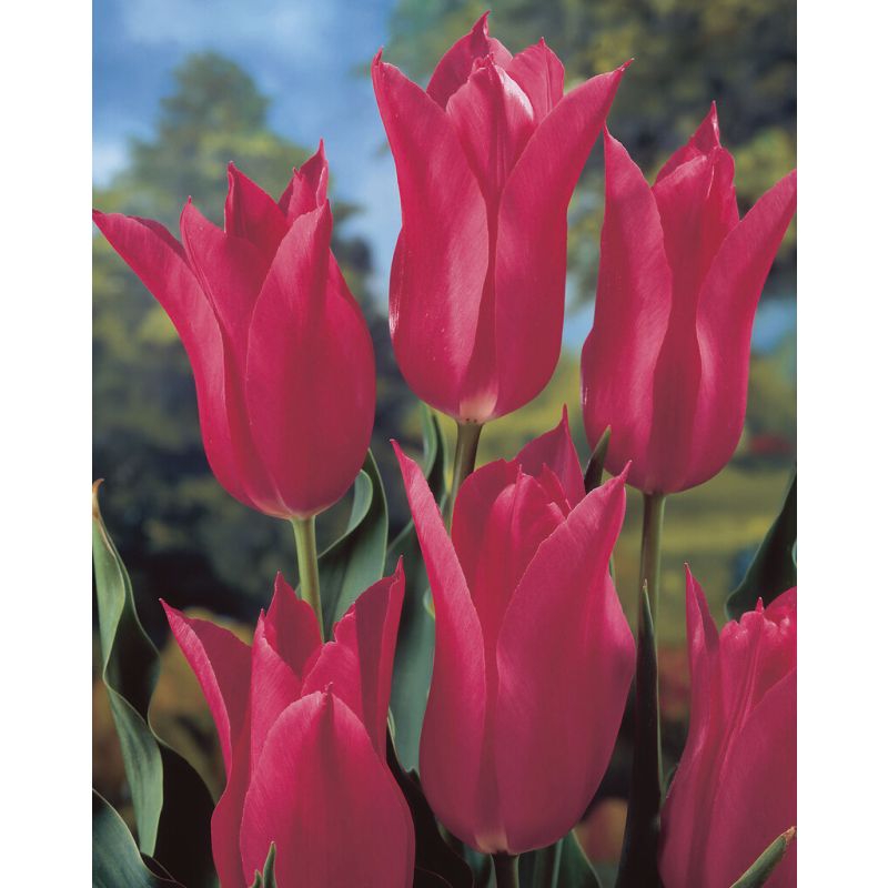 Tulip Mariette - Pack of 6 Lily Flowering Tulip
