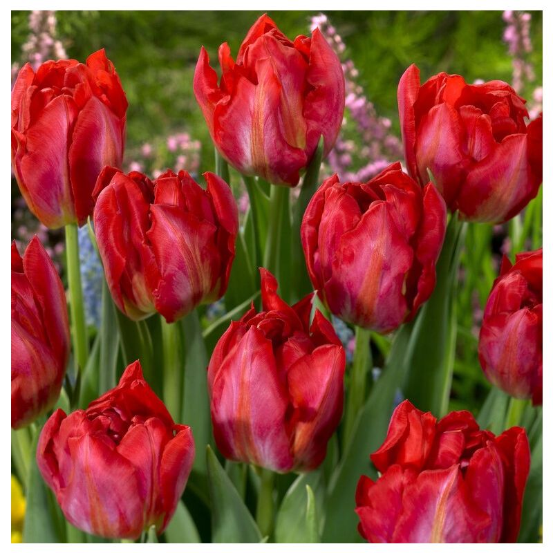 Tulip Flash Point - Pack of 6 Bulbs