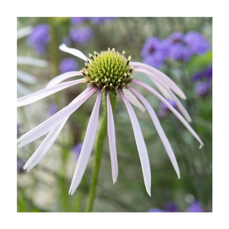 Echinacea Hula Dancer