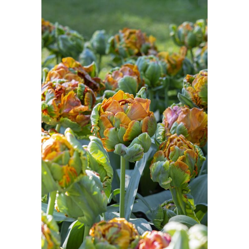 Tulip Secret Princess- Pack of 6