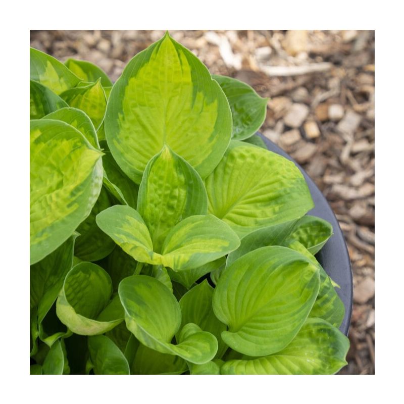 Hosta 'Rainforest Sunrise'