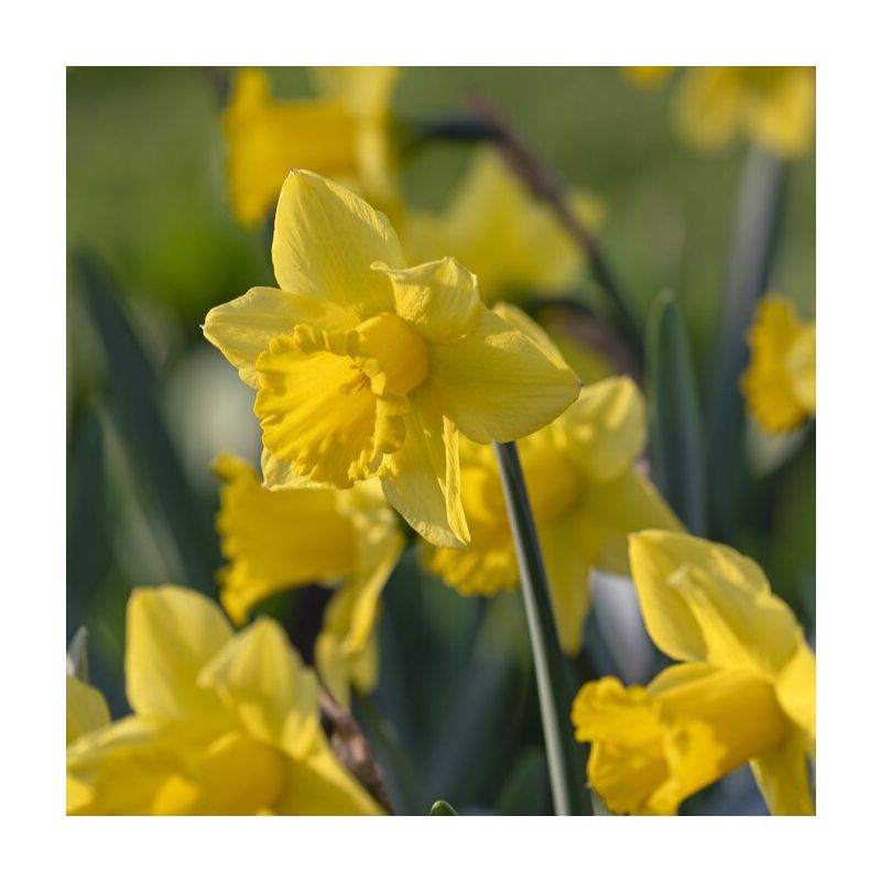 Narcissus Tamara - Pack of 10 Bulbs