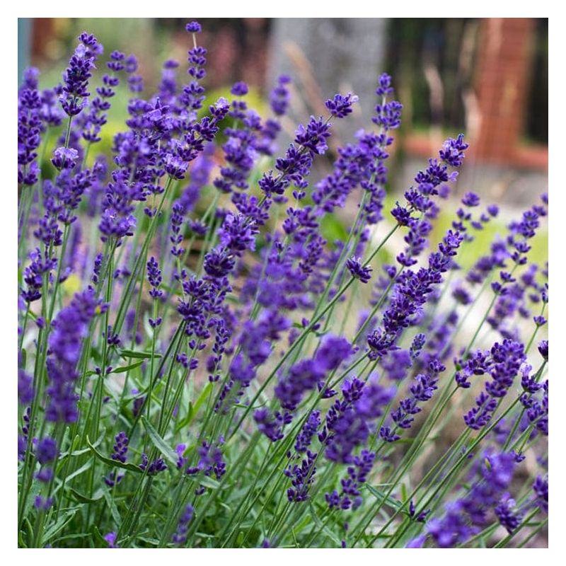 Lavender Hidcote Blue - Lavendula Hidcote