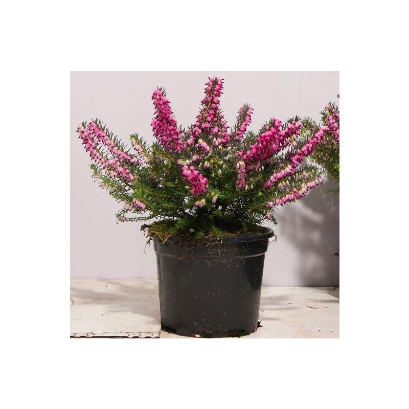 Deep Pink-Red Flowering Heather Plants - Erica - Pack of 15 Plants