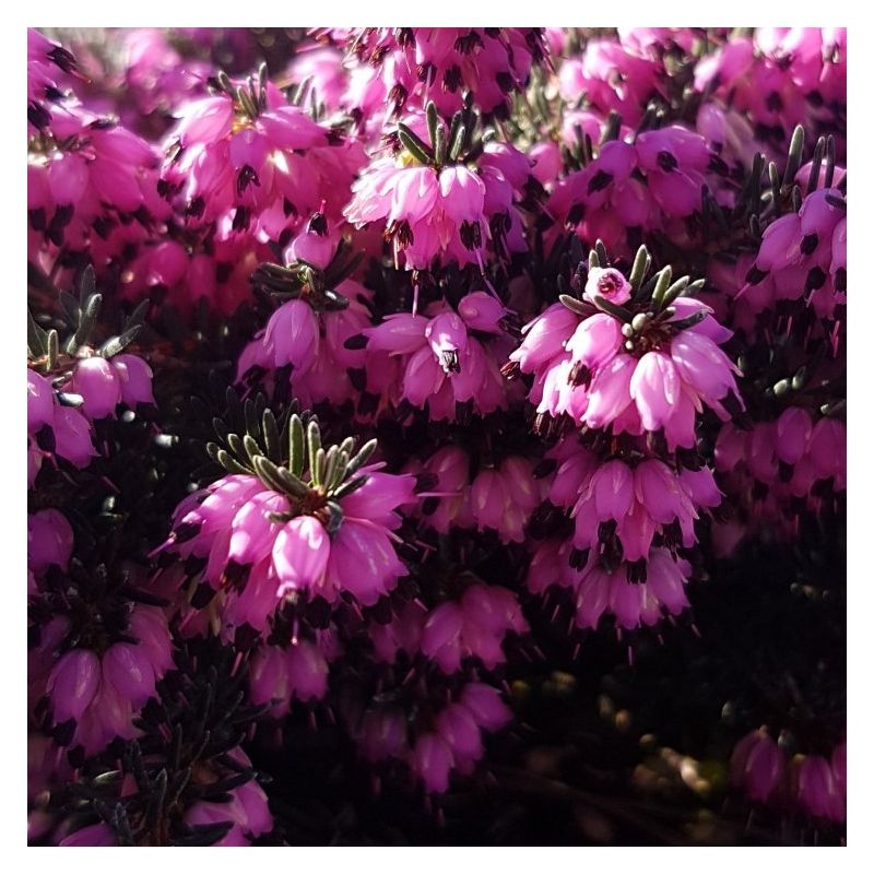 Erica 'Lena Red' - Deep Pink-Red Winter Flowering Heather