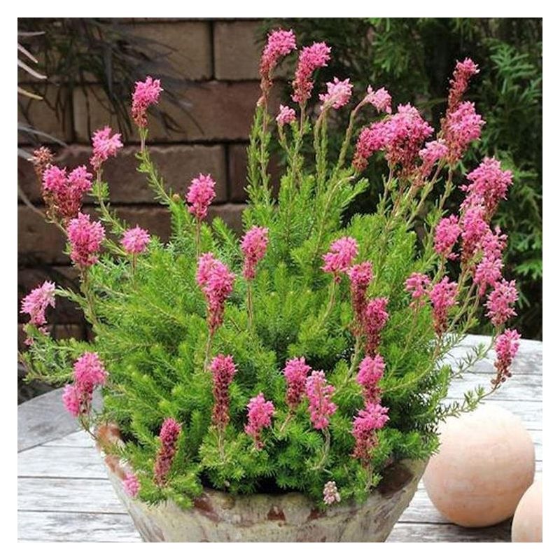 Erica spiculifolia - Pink Summer Flowering Heather in Bud & Bloom