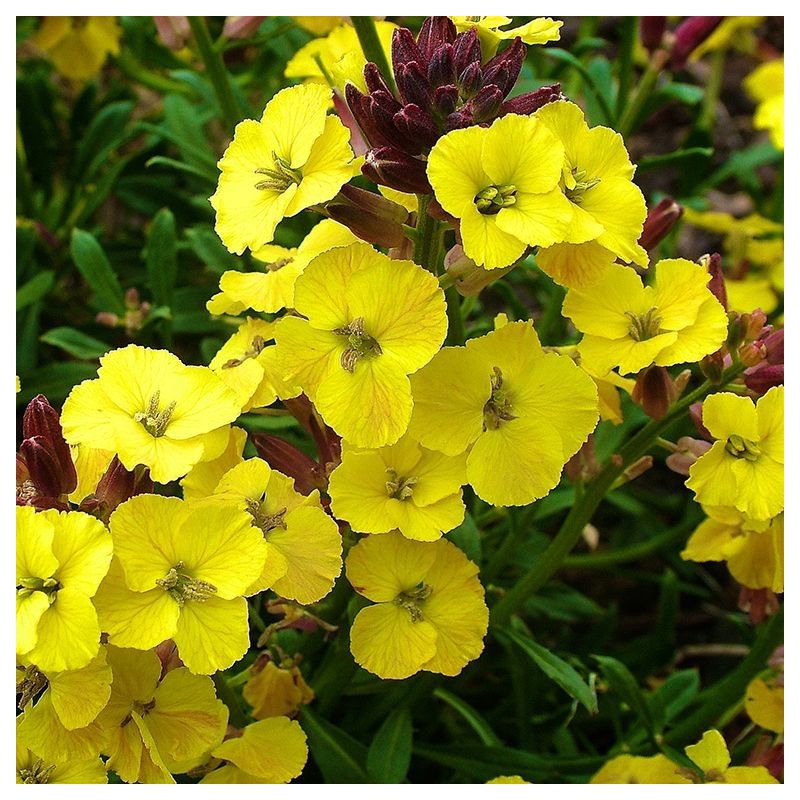 Erysimum Bowles Mauve Yellow