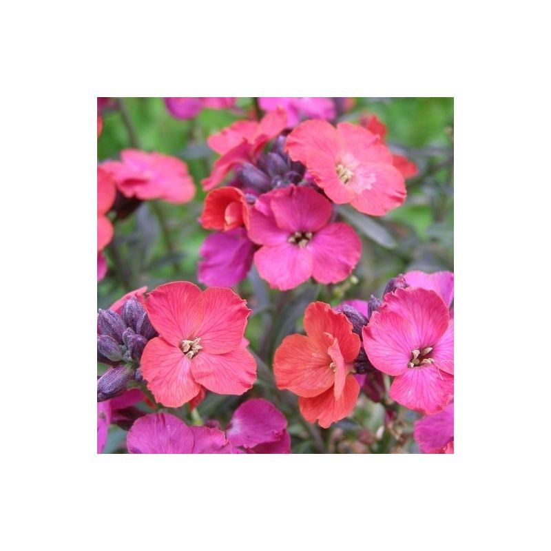 Erysimum Red Jep - Perennial Wallflower