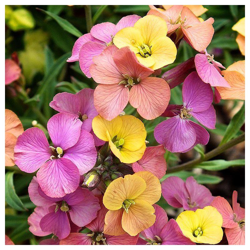 Erysimum Tricolour - In Bud & Bloom