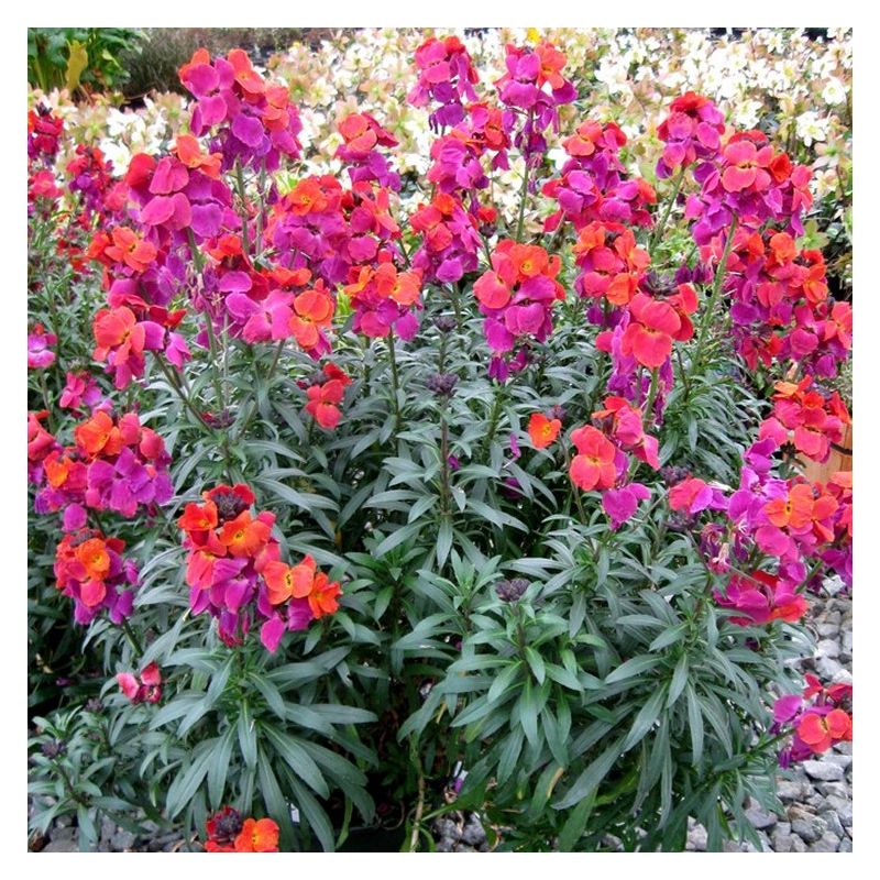 Erysimum Winter Orchid - Perennial Wallflower
