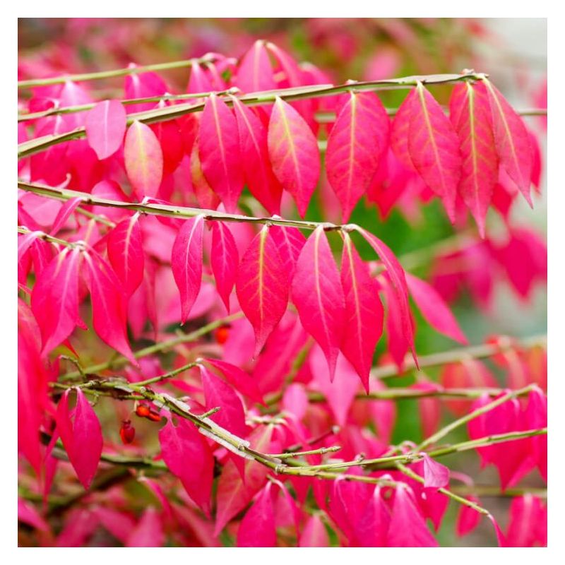 Euonymus alatus 'Blade Runner' - Winged Spindle Fire Bush
