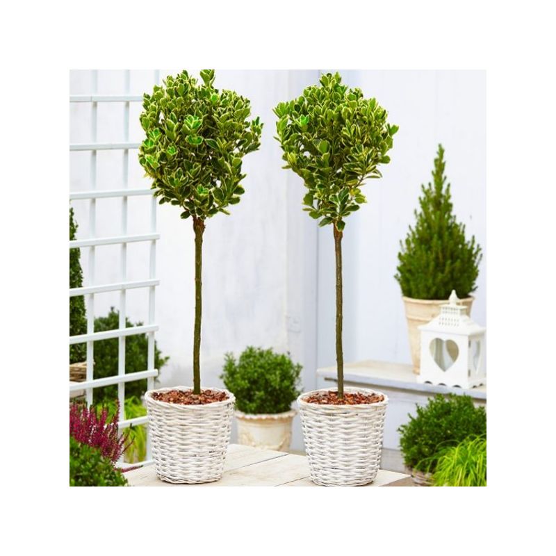 Pair of Euonymus Bravo - Silver Variegated Evergreen Standard Topiary Trees