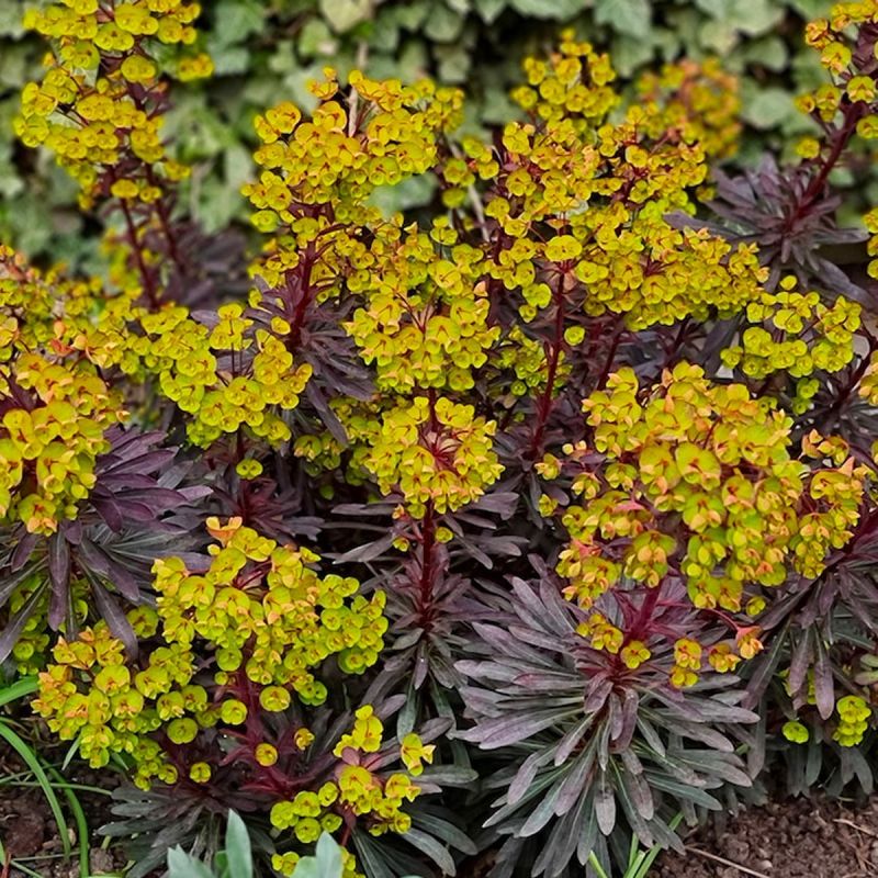 Euphorbia Miners Merlot - In Bud & Bloom