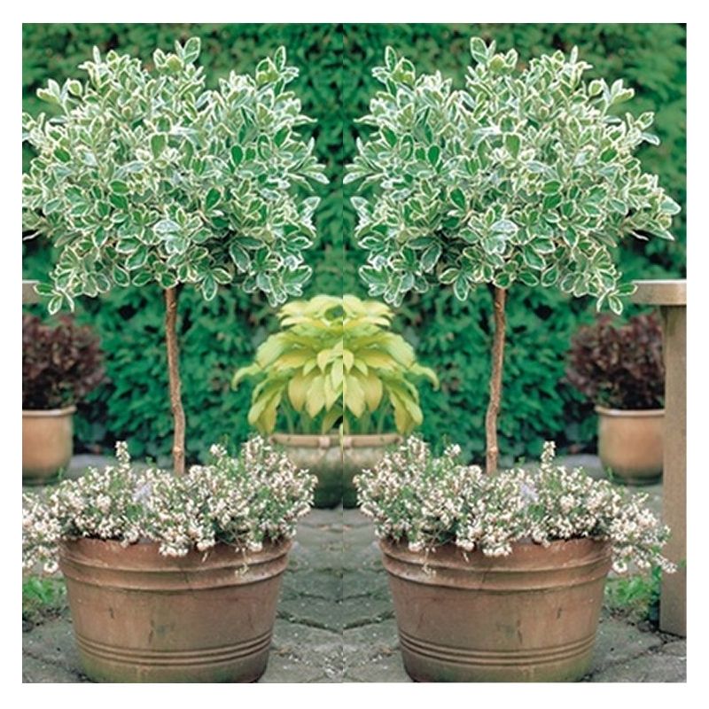 Pair of Euonymus Emerald Gaiety - Variegated Evergreen Standard Topiary ...
