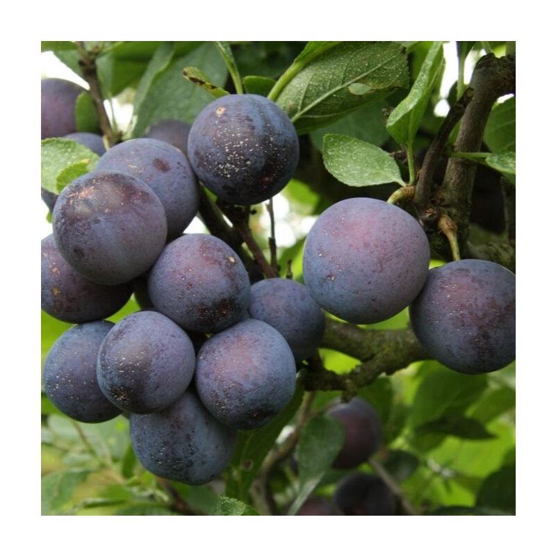 Damson Tree - Farleigh Bush (Julien A)
