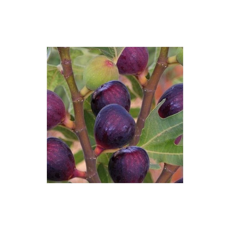 Fig - Ficus carica Ronde de Bordeaux - Rouge Figs - circa 80cms+