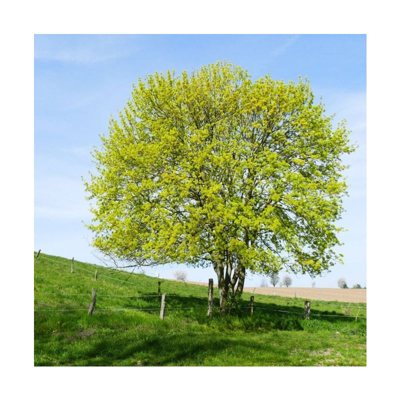 Acer Campestre - Field Maple - Bare Root Hedging 60-80cm - Pack of 25