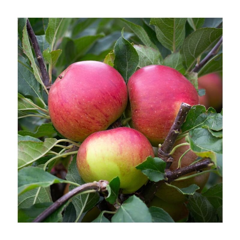 Apple Tree - Fiesta (MM106)