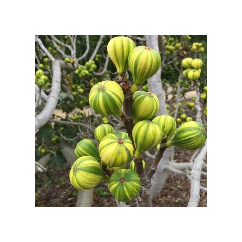 Fig Tree - Ficus carica Panachee - Striped Tiger Fig - circa 80cms+