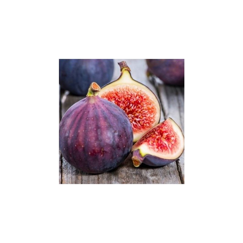 Ficus Carica - Patio Standard Fig Tree - circa 80-120cm