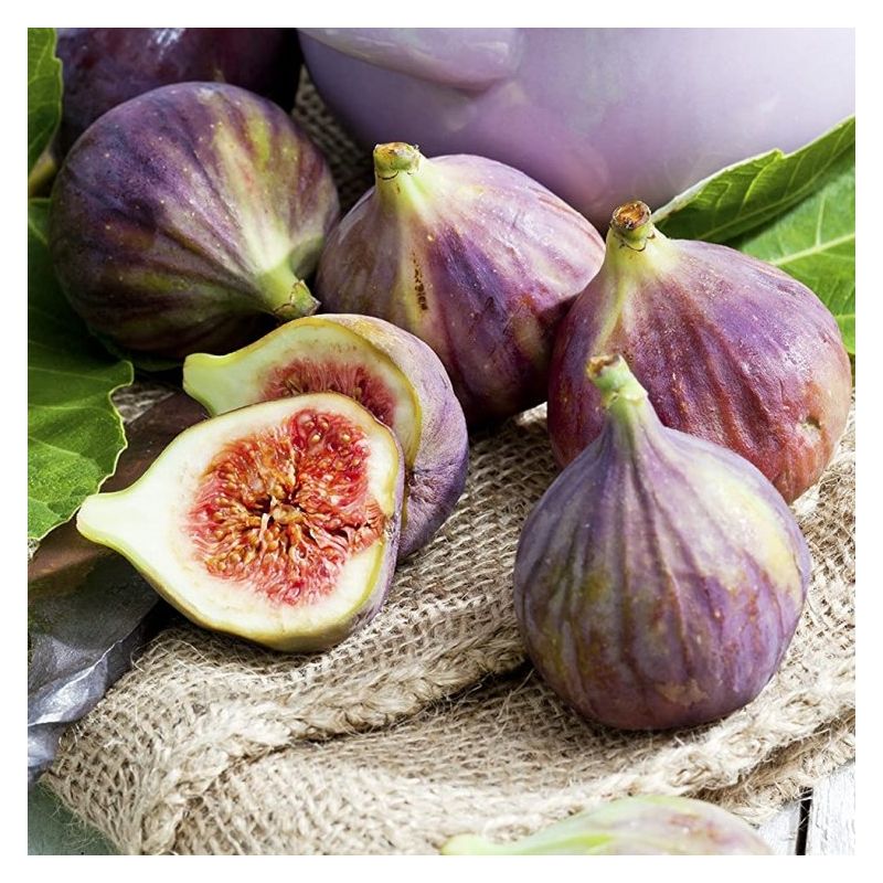 Fig Tree 'Drop of Gold' - Ficus carica Goutte d'Or - circa 80-120cm