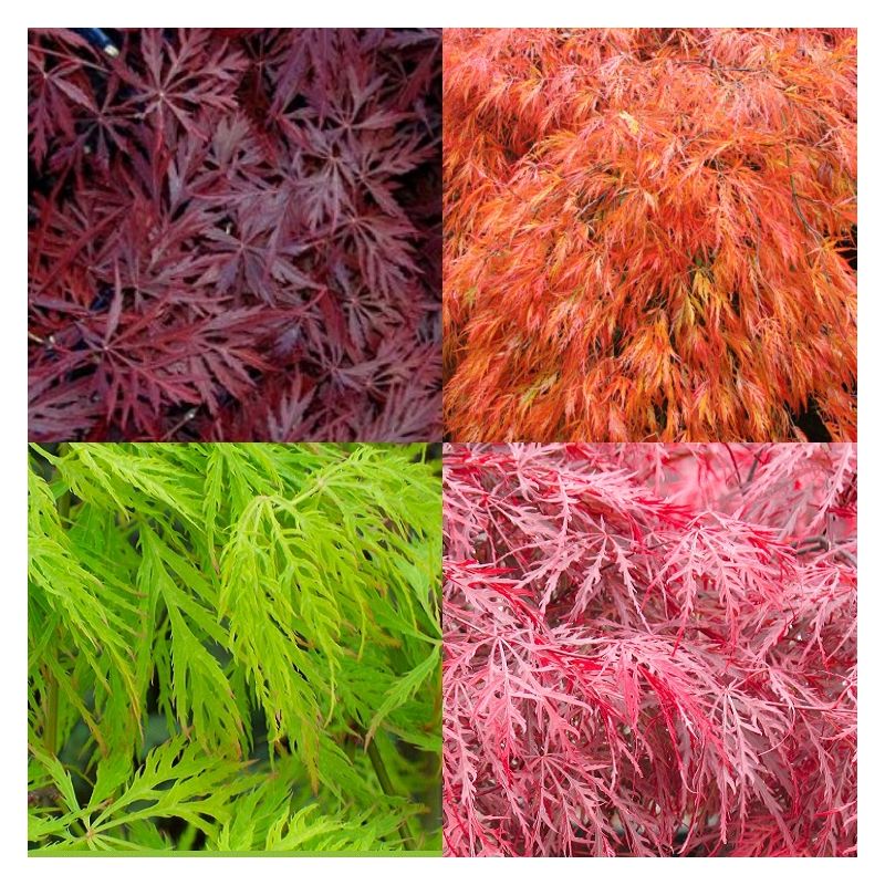 SPECIAL DEAL - Filigree Foliage Japanese Maple Acer Collection