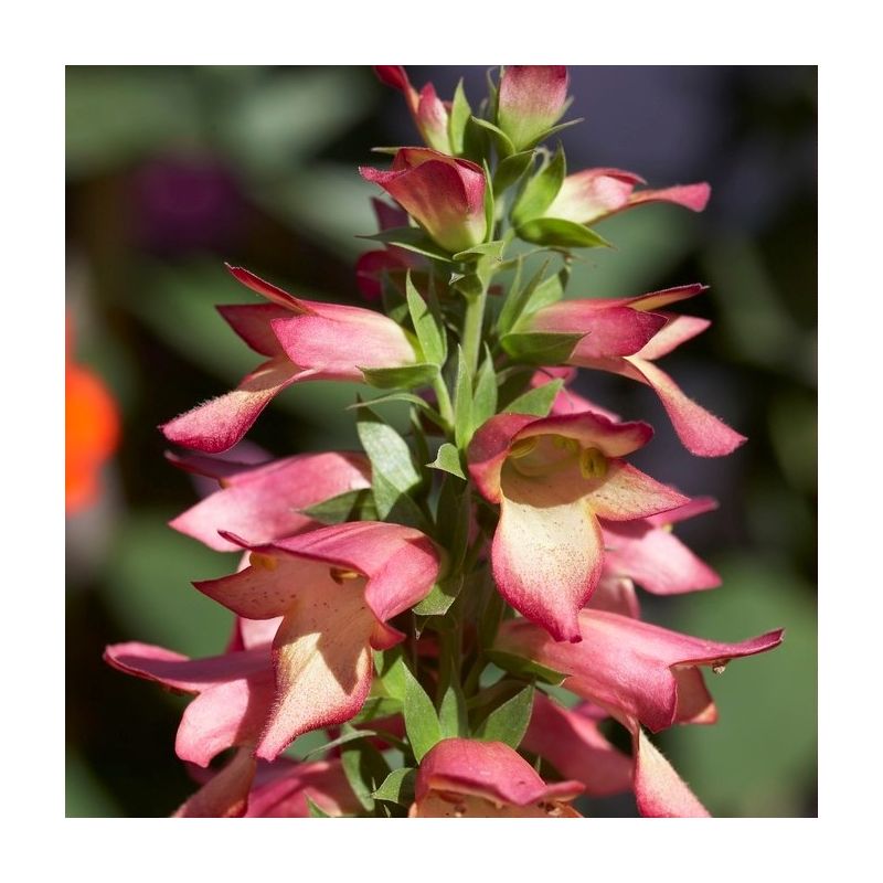 Digiplexis Illumination Flame - Foxglove