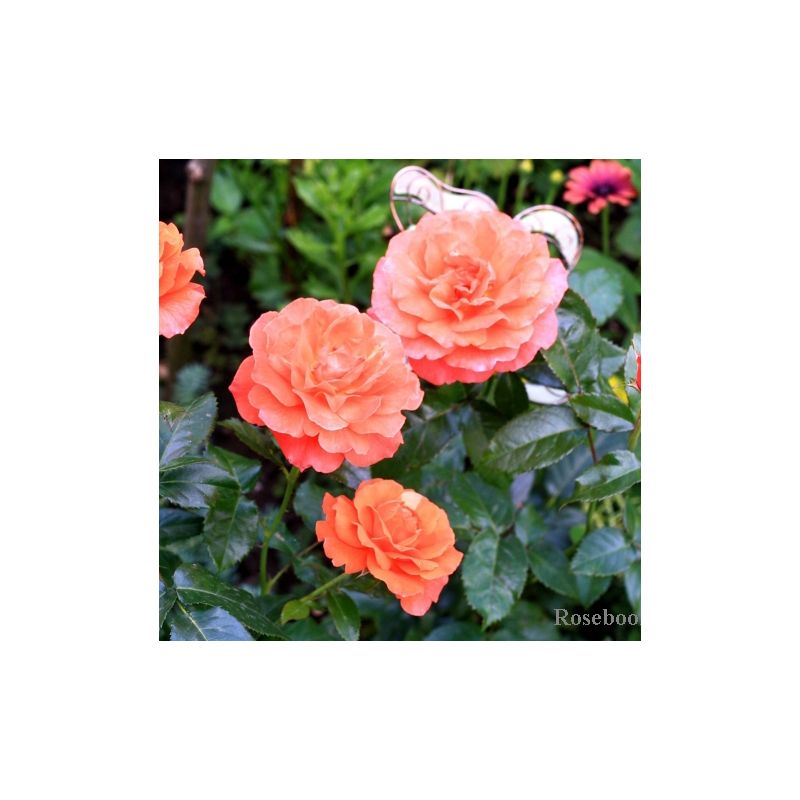 Rose 'For You With Love' - Patio Rose