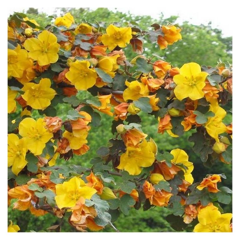 Fremontodendron California Glory - Californian Flannel Bush