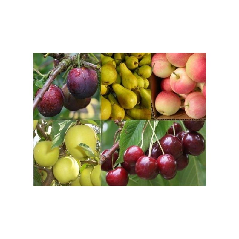 Grow your own Fruit Trees Offer - 5 Different Trees