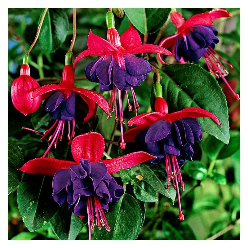Fuchsia Dollar Princess - Hardy Fuchsia