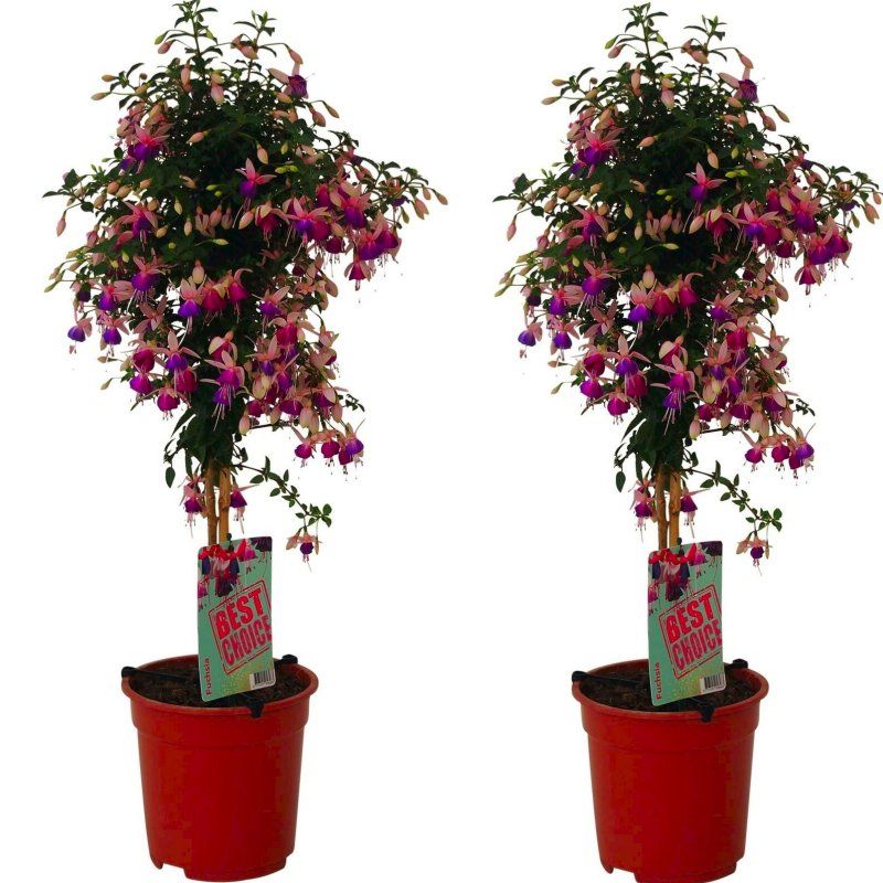 Pair of Fuchsia Tree Standards 'Ellebel' In Bud & Bloom - Gorgeous ...