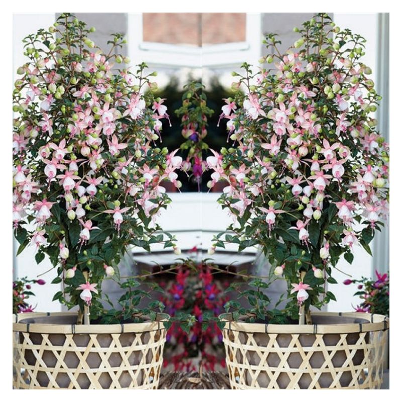 Pair of Fuchsia Tree Standards 'Elma' - Gorgeous Patio Fuchsia Trees in ...