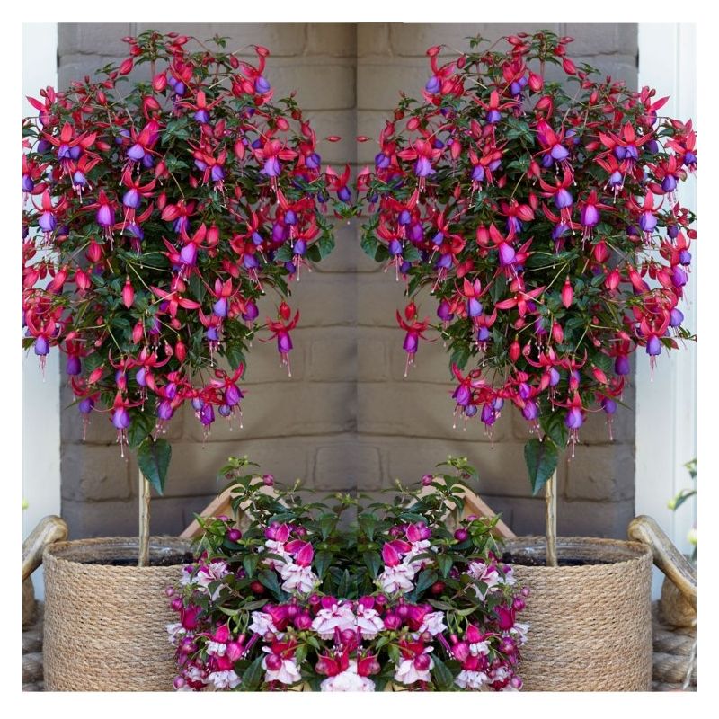 Pair of Fuchsia Tree Standards 'Purple-Red Angela' - Patio Fuchsia Trees
