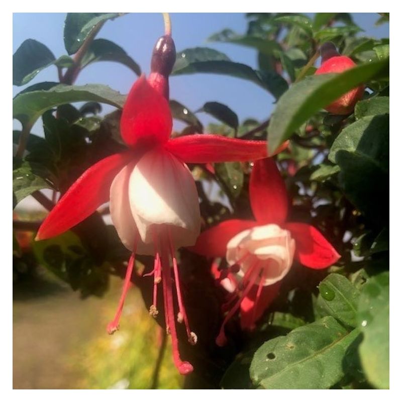 Hardy Fuchsia Snowcap