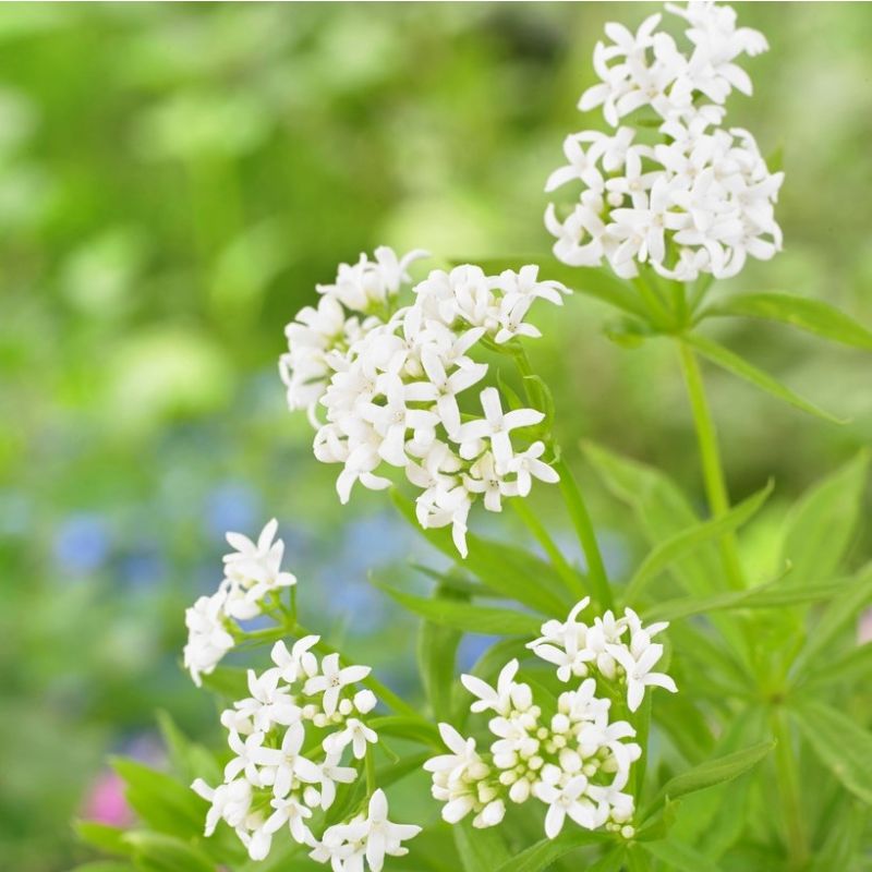 Galium Odoratum - Sweet Woodruff - Asperula odorata