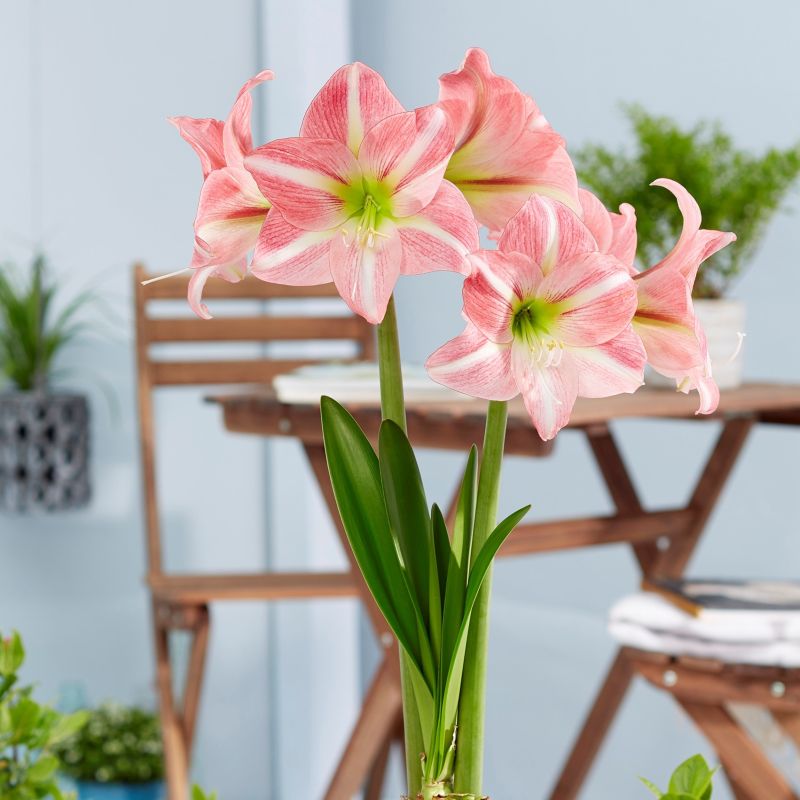 Garden Amaryllis - Pink Panther - Hippeastrum - Pack of THREE