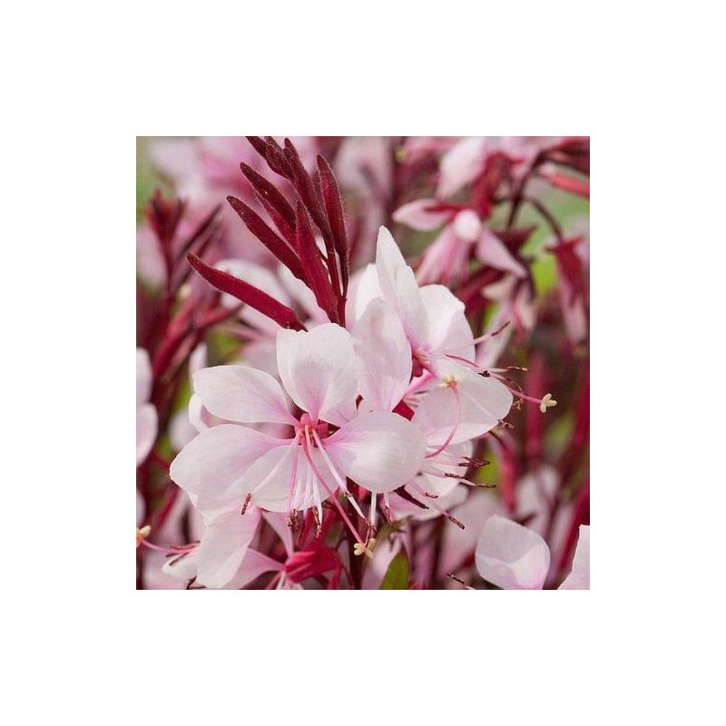 Gaura lindheimeri 'Gaudi Pink'