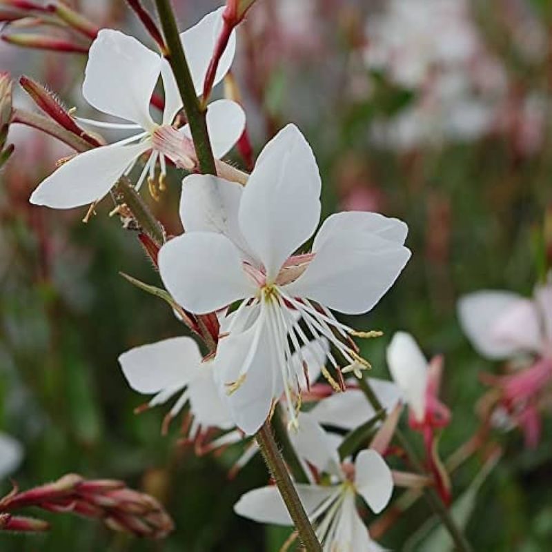 Gaura lindheimeri Sparkle White