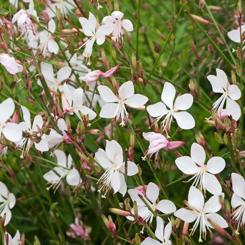 Gaura lindheimeri The Bride - 'Whirling Butterflies' Plant