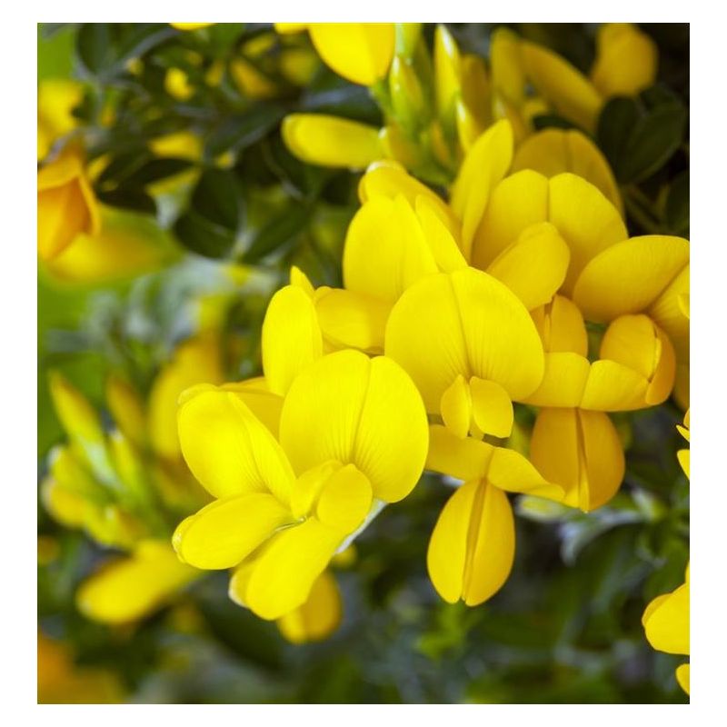 Genista tinctoria 'Royal Gold'