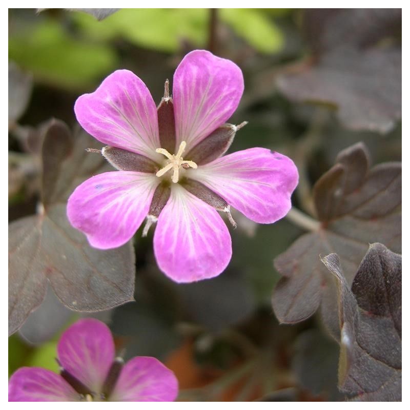 Geranium Dusky Rose
