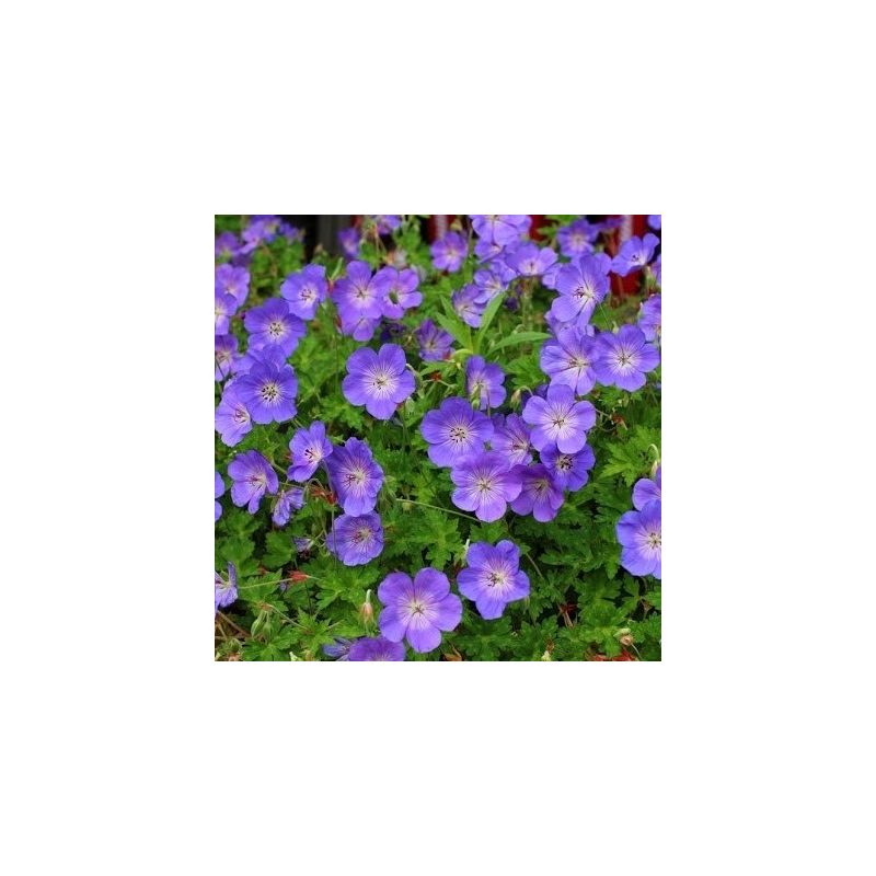 Geranium Rozanne - 'Jolly Bee' Hardy Geranium