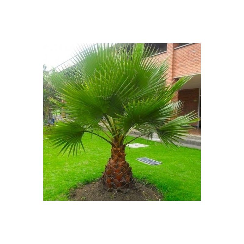 Giant circa 4-5ft Fan Palm - Washingtonia Robusta - Perfect for Patios