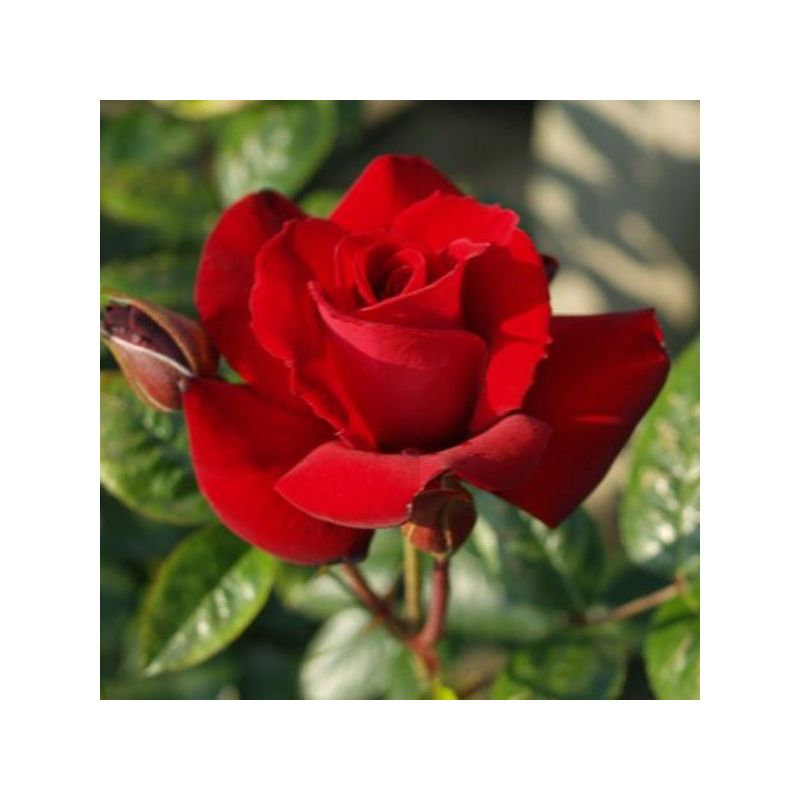 Rose 'Glad Tidings' - Floribunda Rose