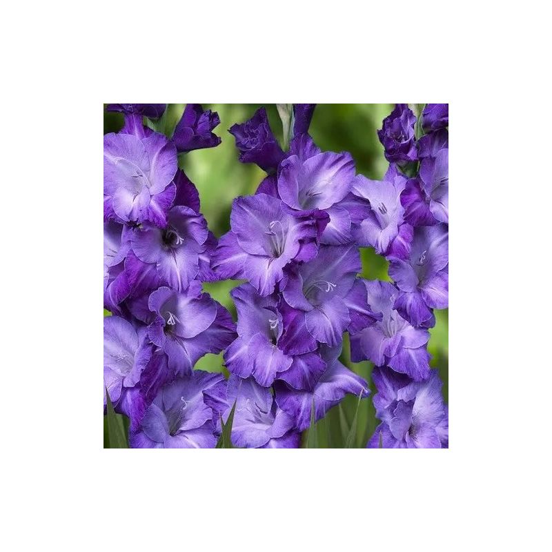 Gladiolus Blue - Pack of 25 Gladioli Corms