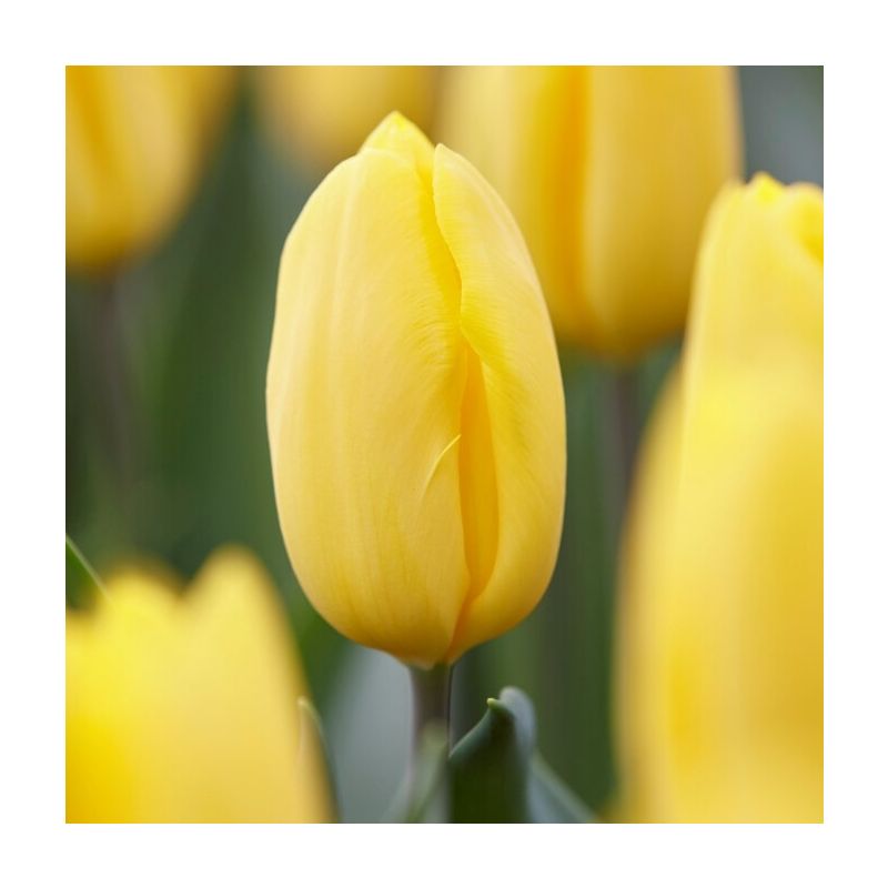 Tulip Strong Gold - Pack of 6 Bulbs