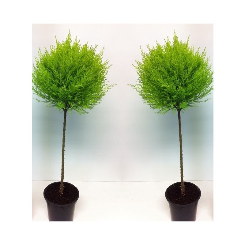 Pair of Lemon Scented Evergreen Monterey Cypress Patio Goldcrest ...