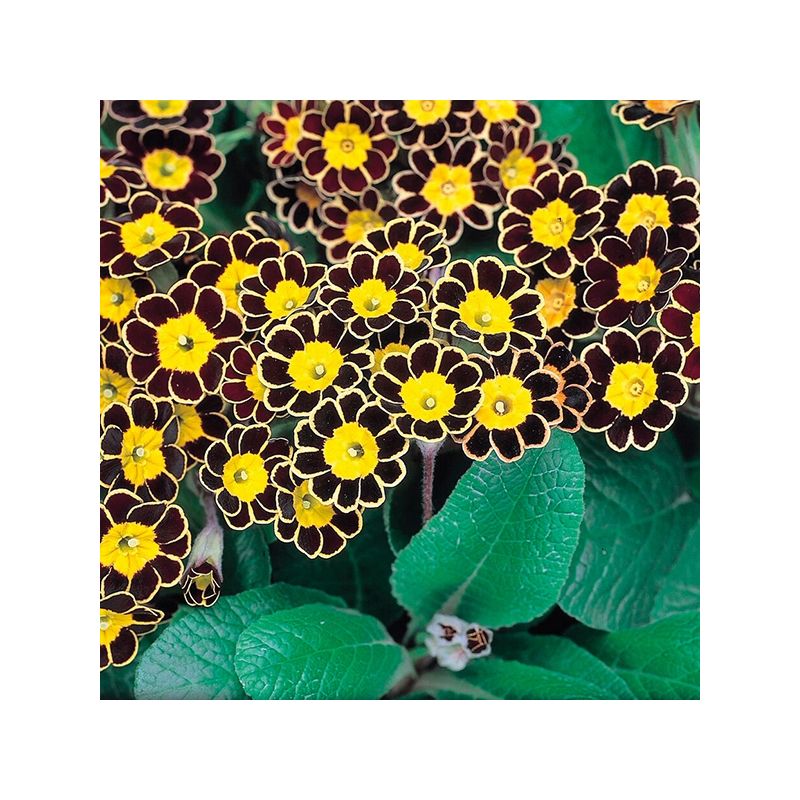 Primula Gold Lace - Gold Laced Polyanthus Plants