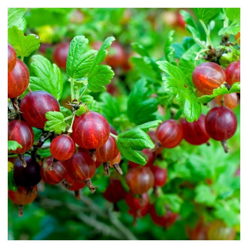 Gooseberry Plants - Ribes uva-crispa Hinnonmaki Red